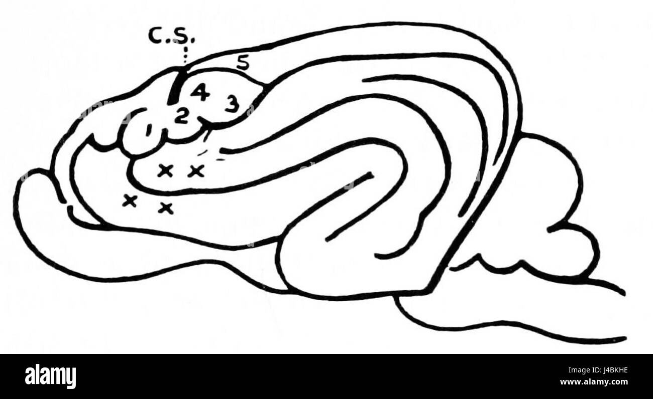 This diagram from PSM V42 D780 illustrates the anatomy of a dog's brain ...
