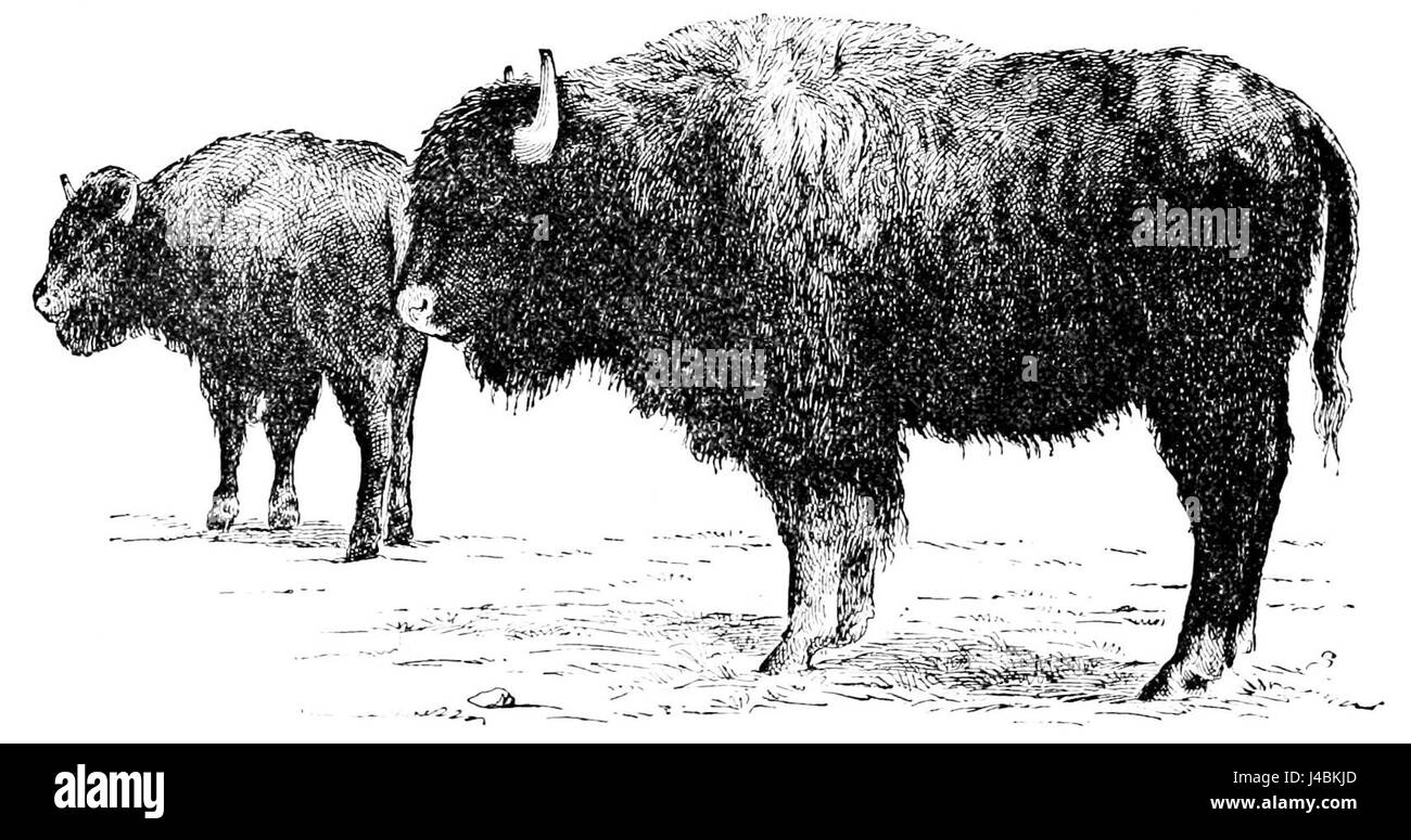 Buffalo breed Black and White Stock Photos & Images - Alamy