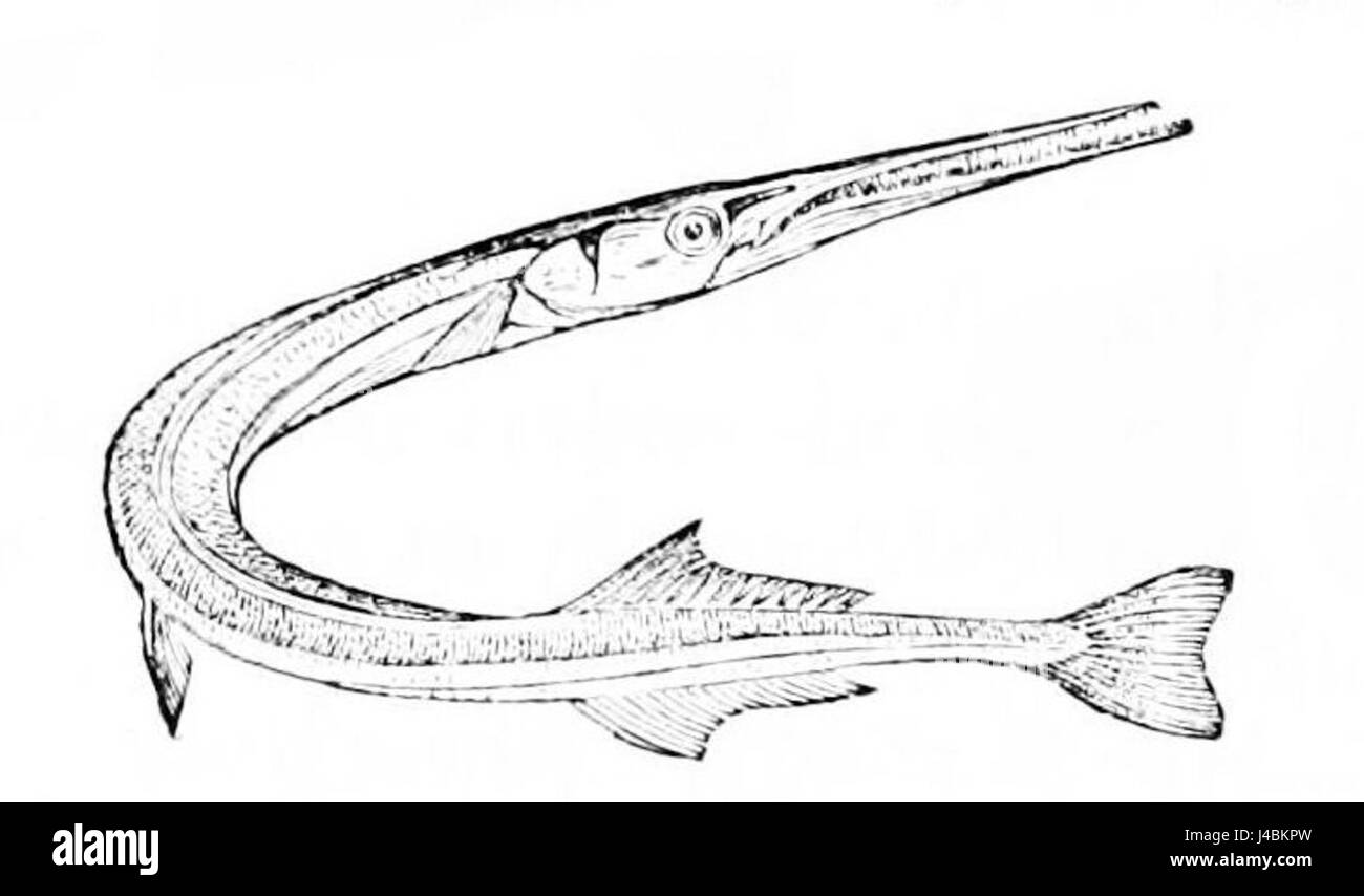 PSM V11 D553 Gar fish Stock Photo - Alamy