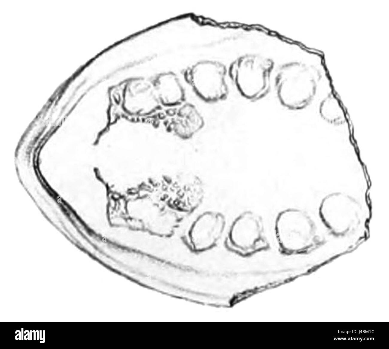 'Pilina unguis 216' refers to a specific botanical or zoological term ...