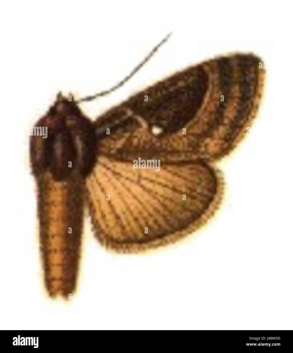Hymenoptera order Cut Out Stock Images & Pictures - Alamy