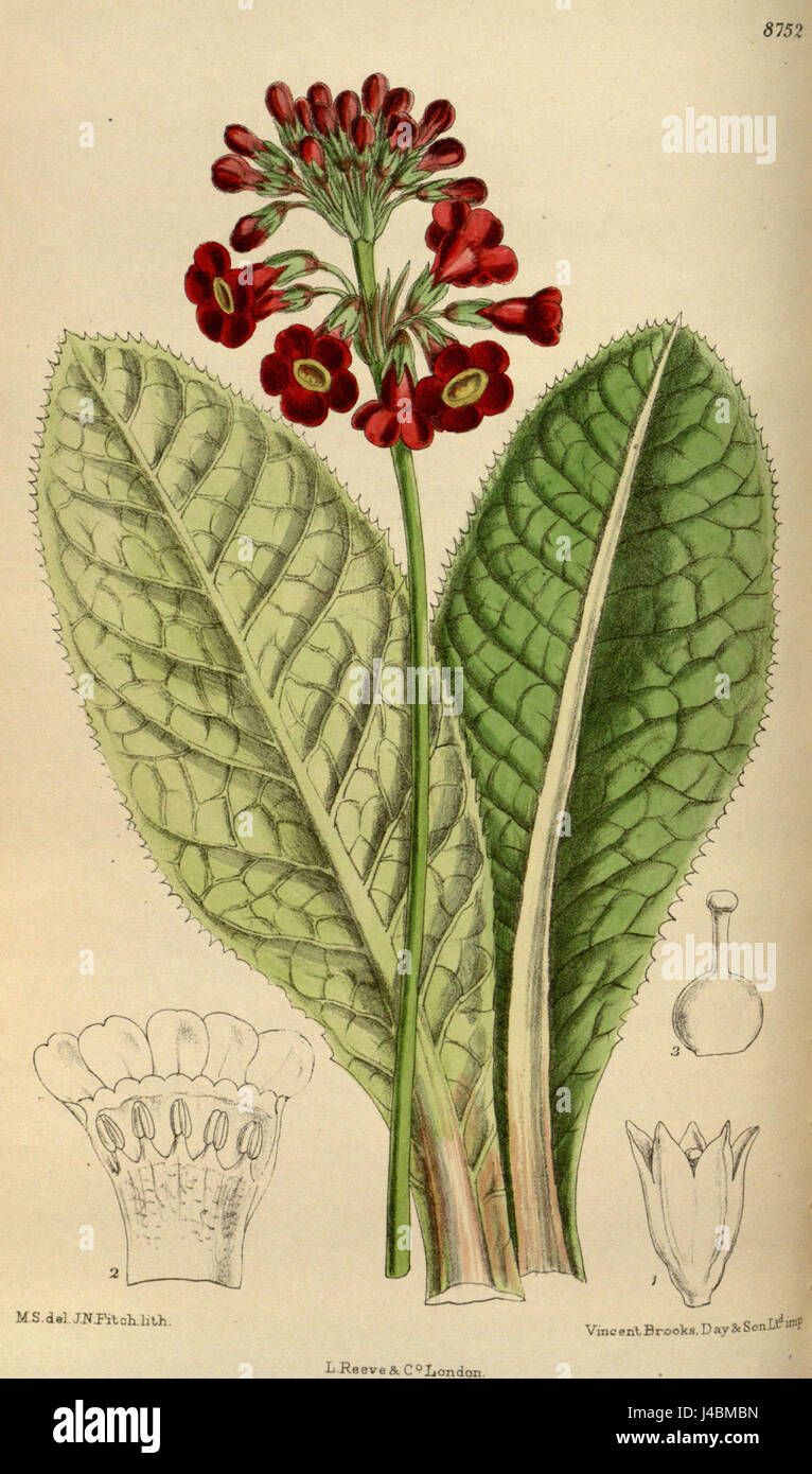 Anisodora hi-res stock photography and images - Alamy