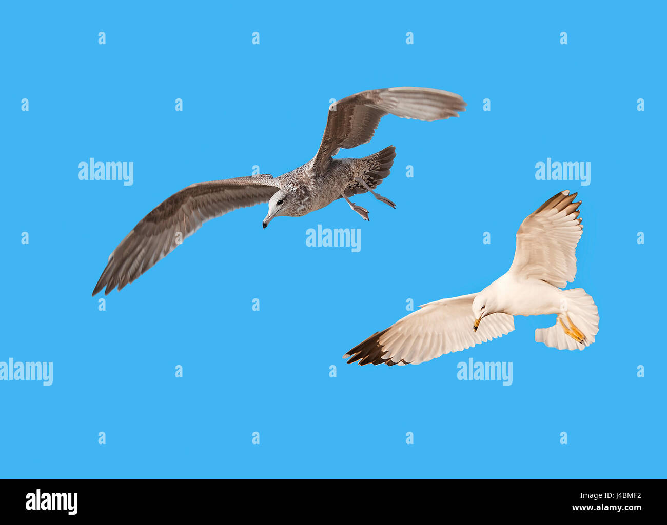 Gulls webbed feet hi-res stock photography and images - Alamy