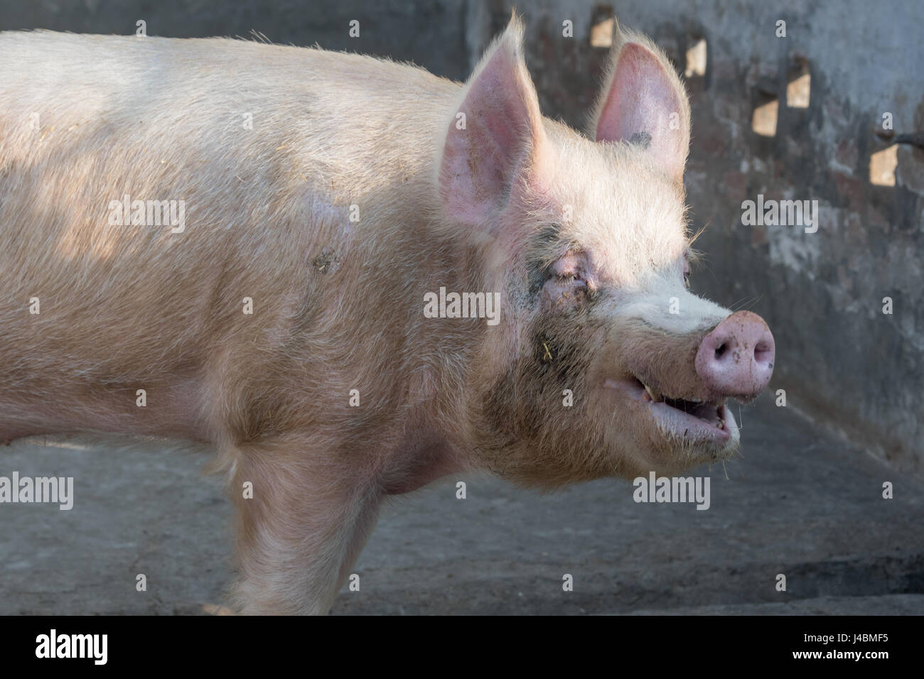 A pig on a farm in Punjab, India Stock Photo - Alamy