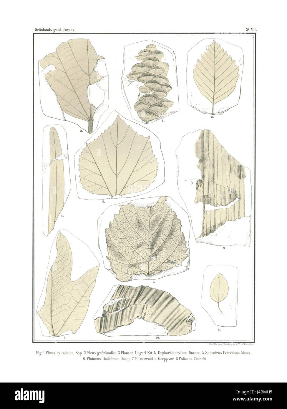 Polarflora 7 383 is a botanical reference for polar plant species ...