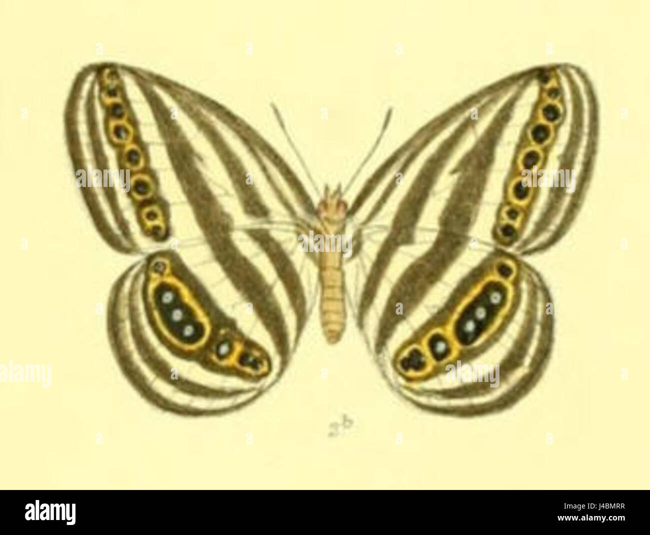 Ragadiacrito120 hi-res stock photography and images - Alamy