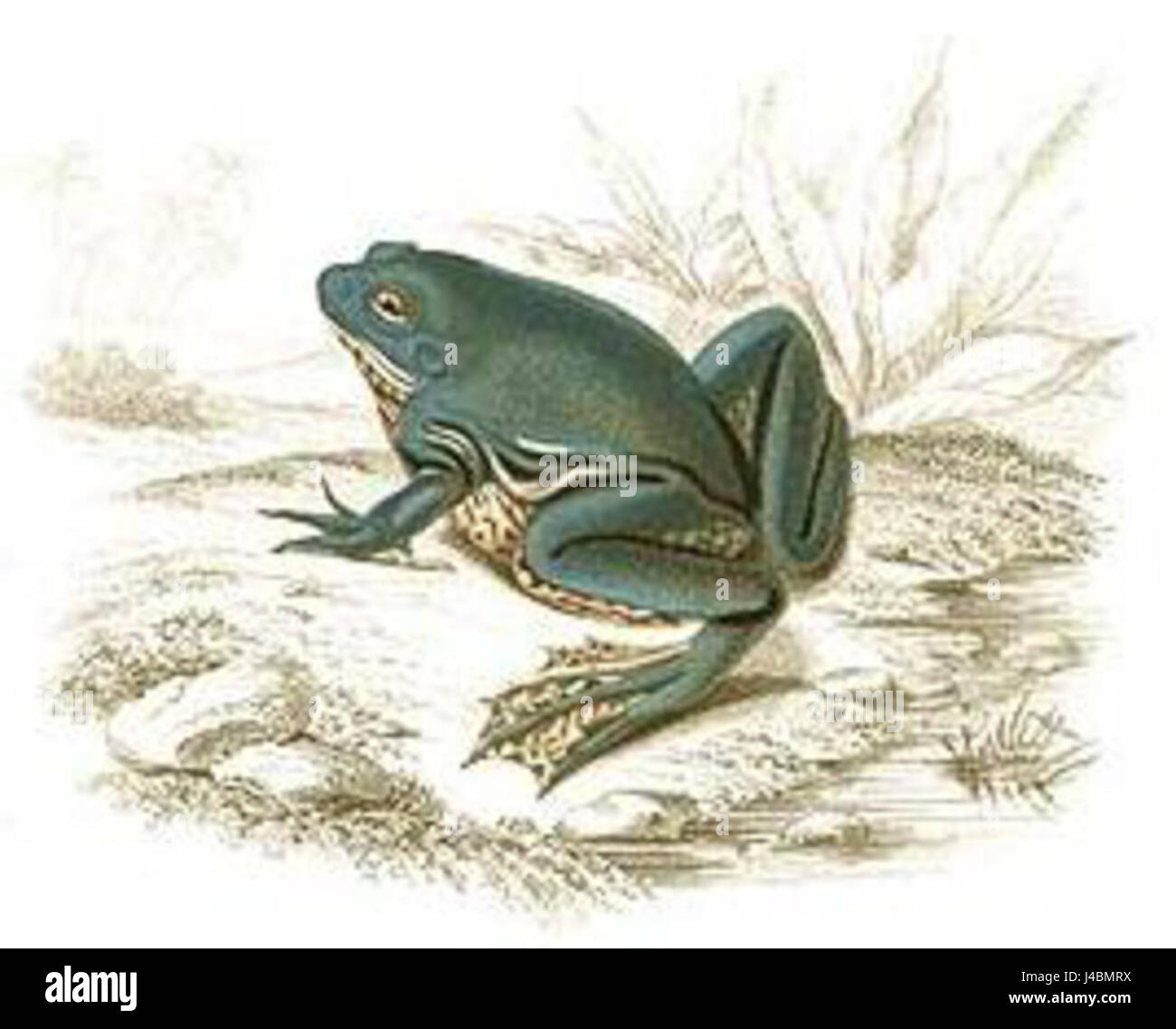 Pseudis hi-res stock photography and images - Alamy