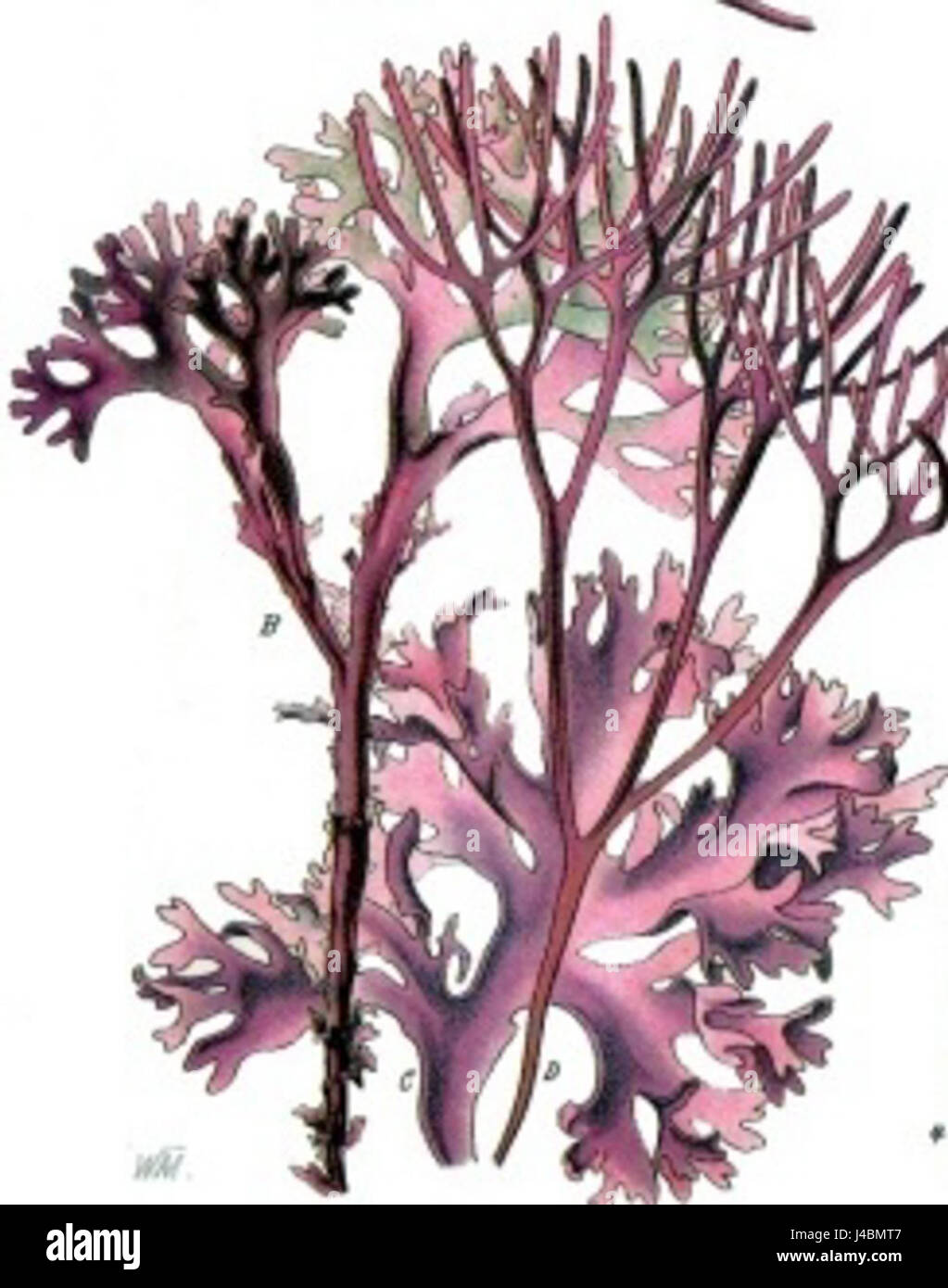A stamp featuring red algae, a type of marine algae known for its red ...