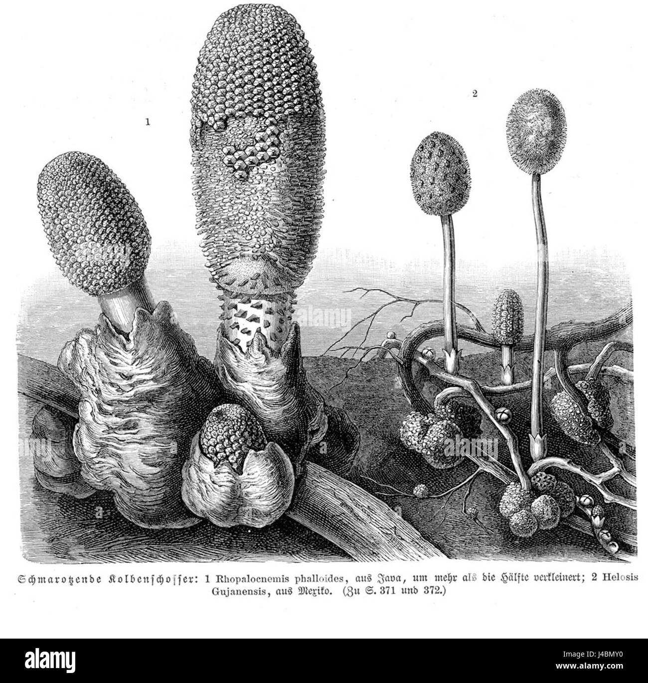 Rhopalocnemis Helosis sp vMH371 Stock Photo - Alamy