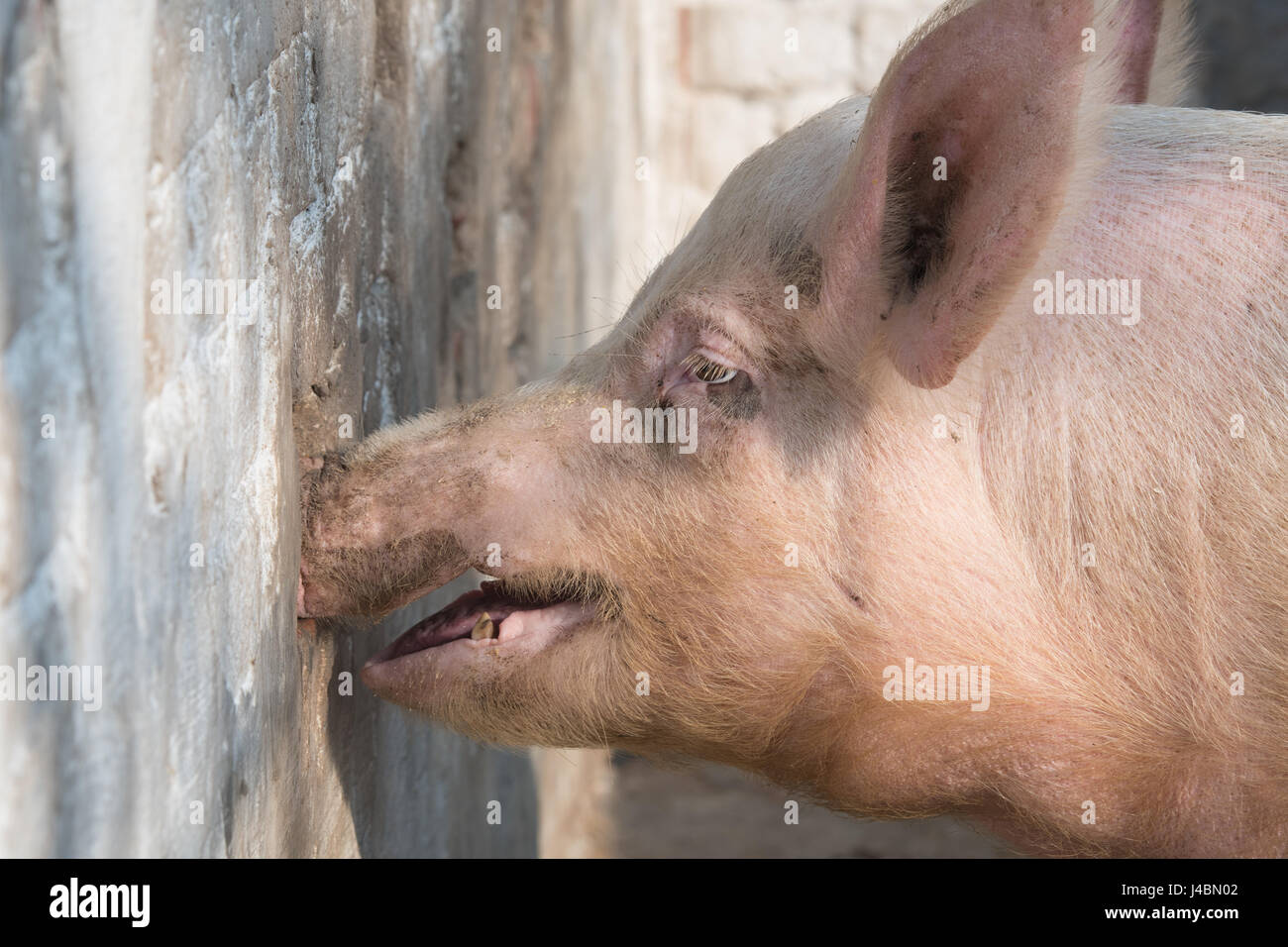 A pig on a farm in Punjab, India Stock Photo - Alamy
