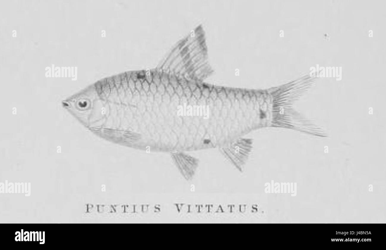 Vittatus Black and White Stock Photos & Images - Alamy