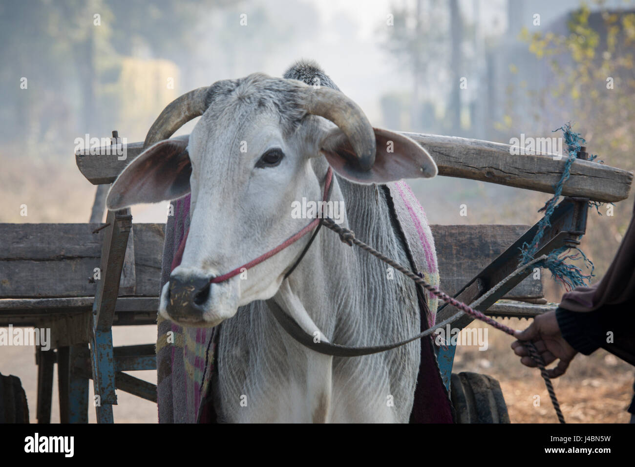 A cow is hauling a cart on a farm in Punjab, India Stock Photo - Alamy