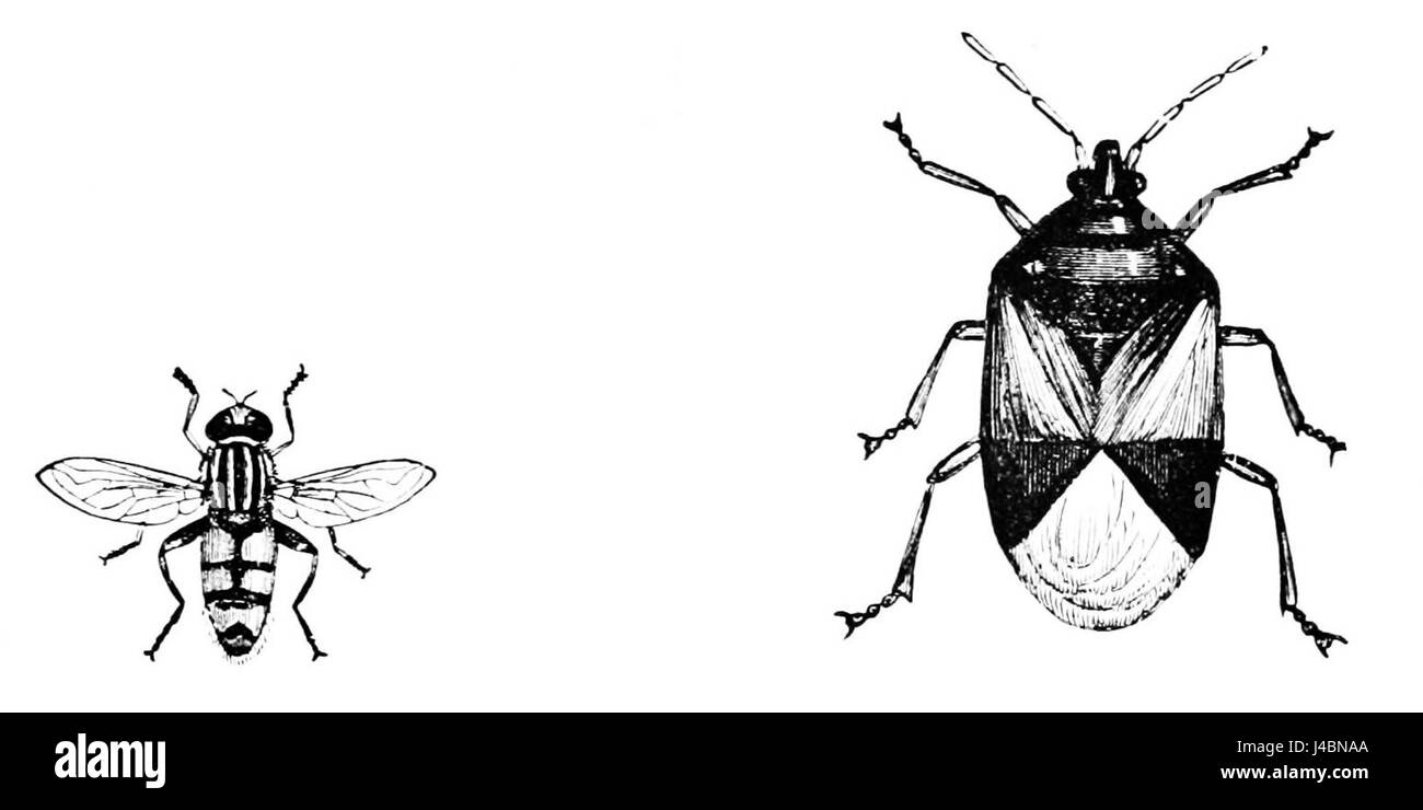 A fly close up Black and White Stock Photos & Images - Alamy