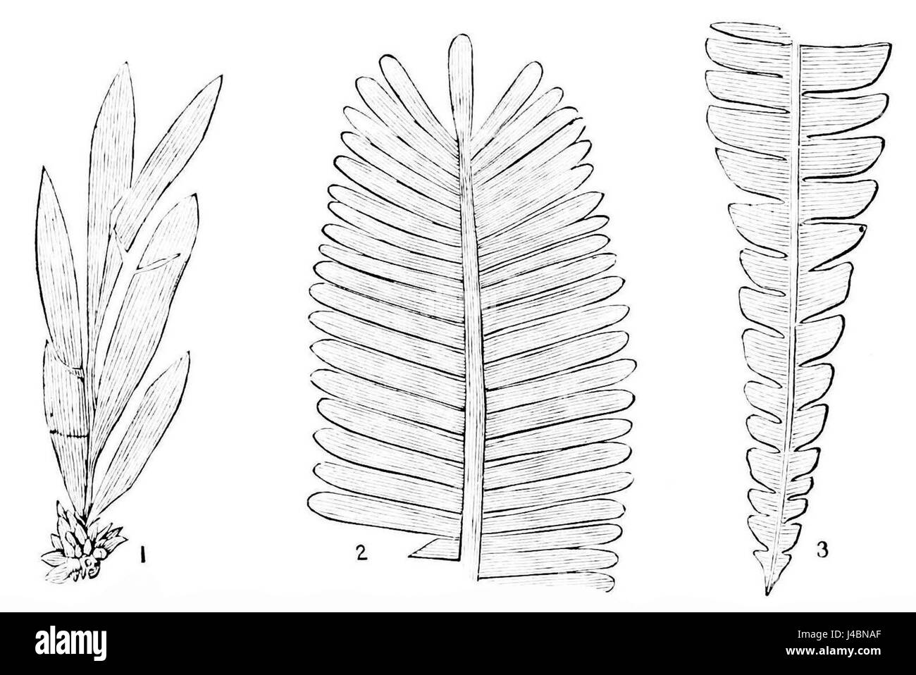 The image labeled *PSM V16 D482* depicts characteristic Jurassic plants ...