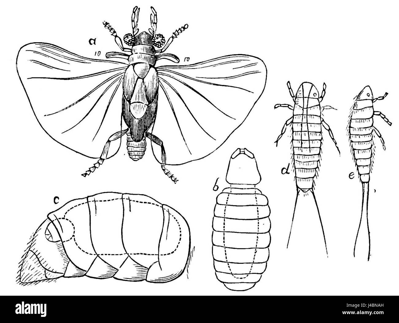 Stylops hi-res stock photography and images - Alamy