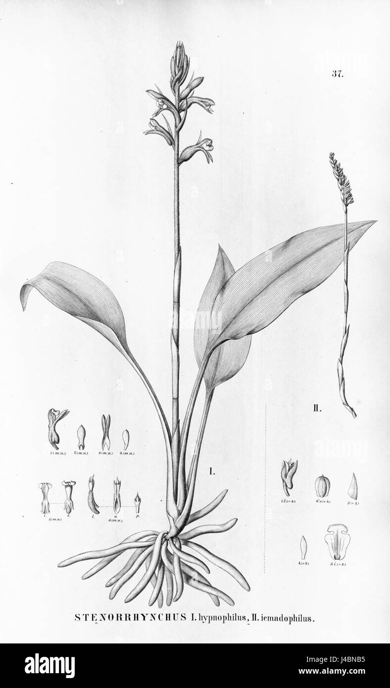 Pelexia novofriburgensis (as Stenorrhynchos hypnophilum) Brachystele ...