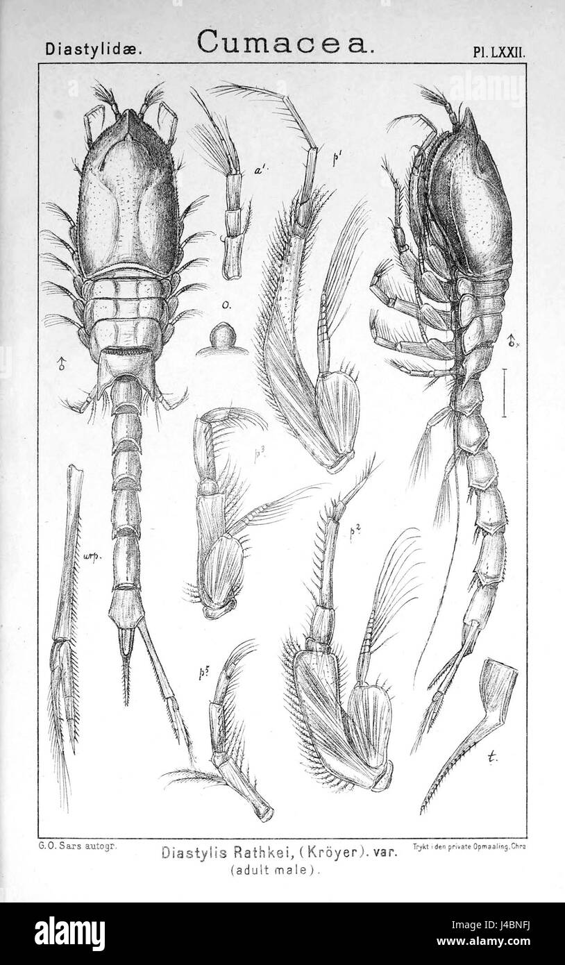 'Pl. LXXII Diastylis rathkei' is a scientific illustration or plate ...
