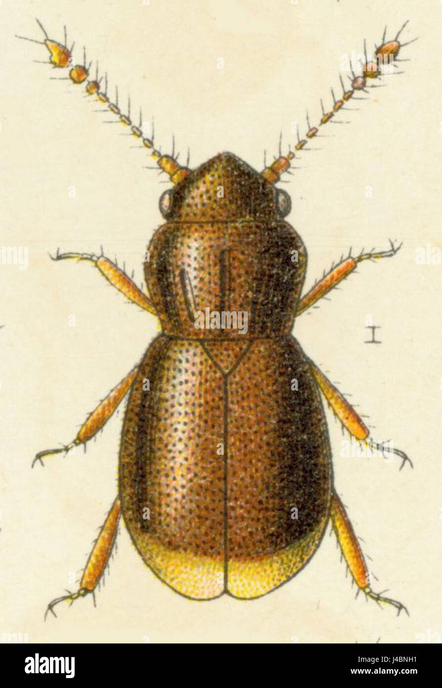 Ptilium hi-res stock photography and images - Alamy