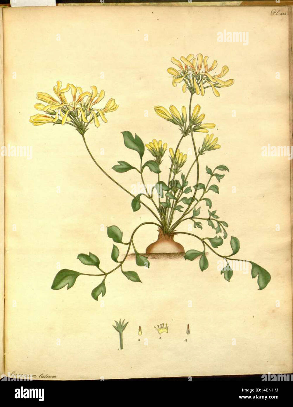 Pelargonium luteum hi-res stock photography and images - Alamy