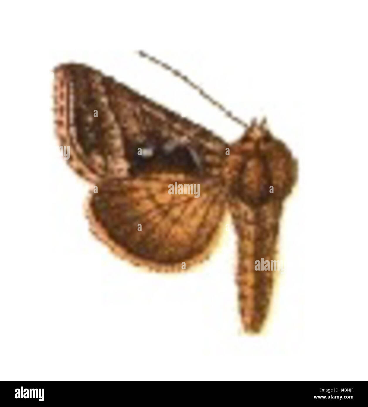 Various plant characteristics Cut Out Stock Images & Pictures - Alamy