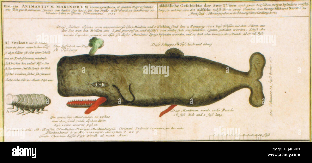 Pottwal pottwal hi-res stock photography and images - Alamy