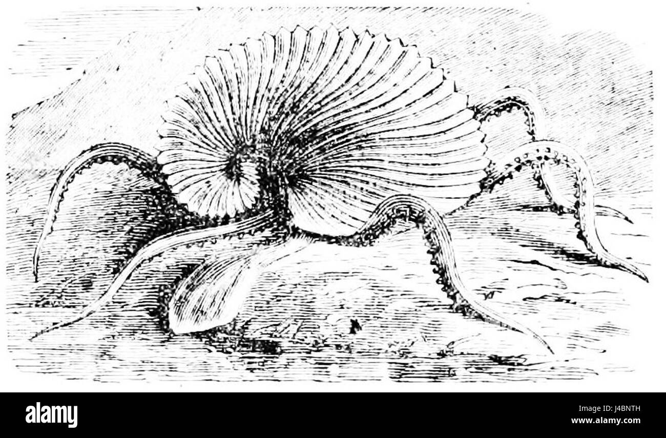 Argonaut shell hi-res stock photography and images - Alamy