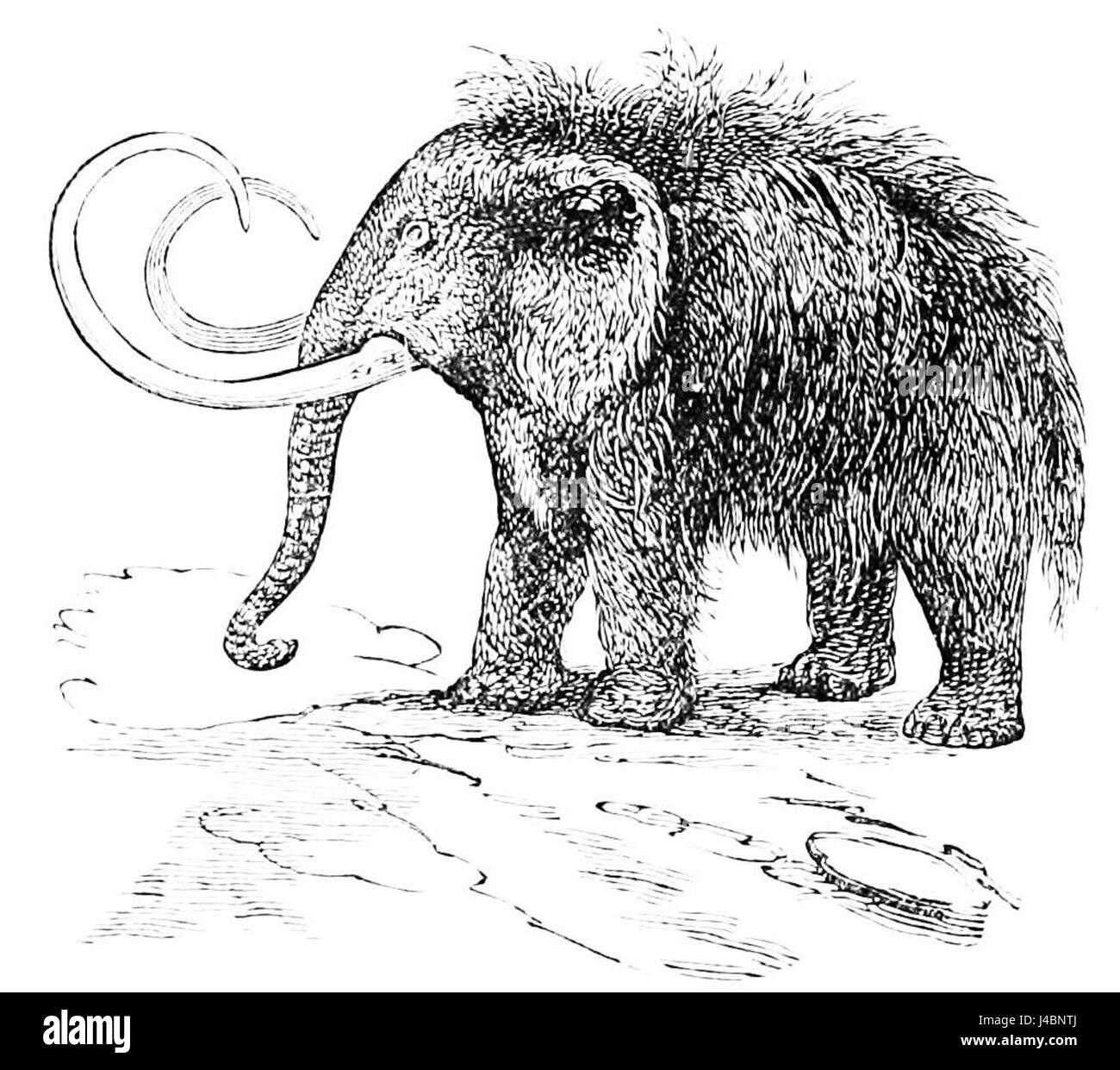 The 'Mammoth or Hairy Elephant' refers to an extinct species of ...