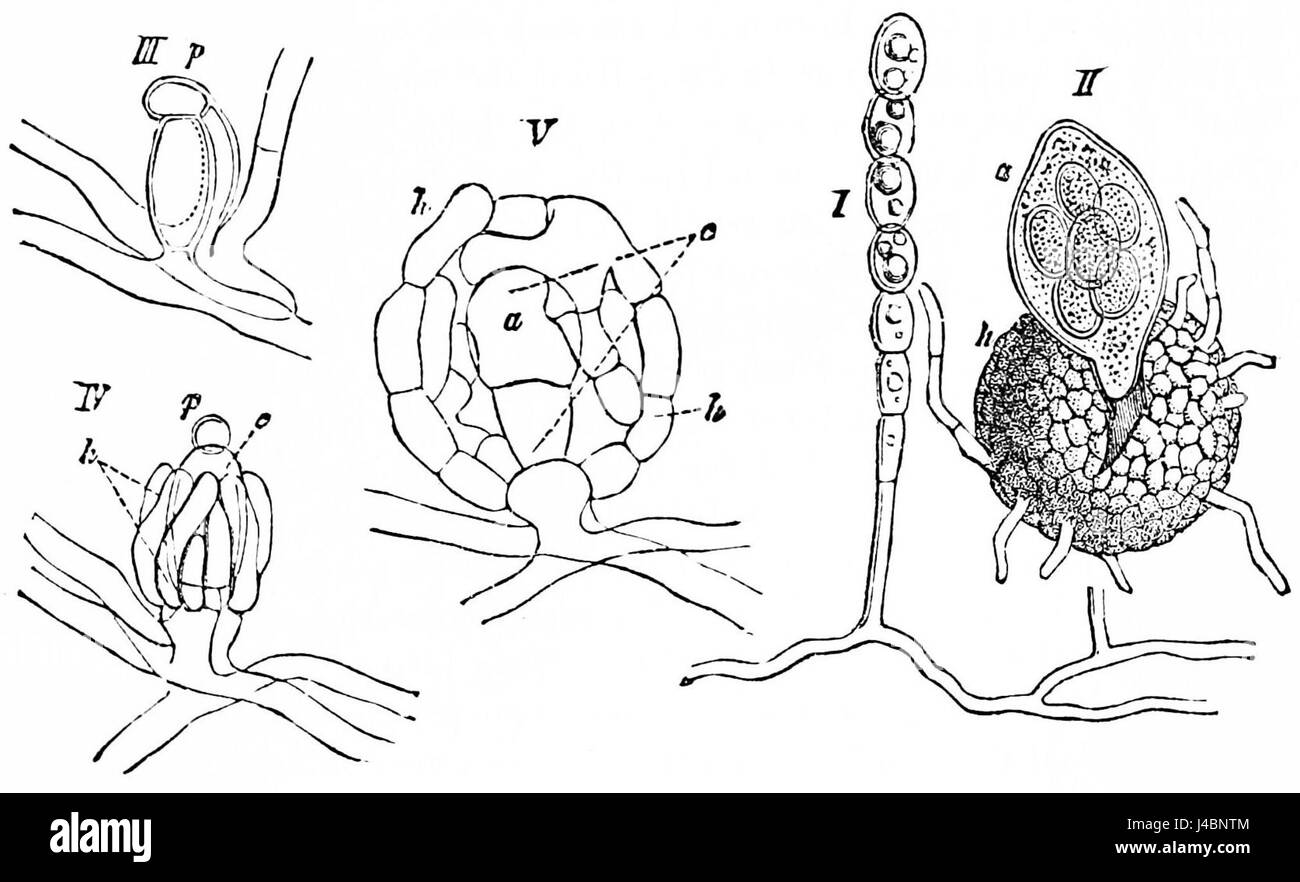 Spore formation Cut Out Stock Images & Pictures - Alamy