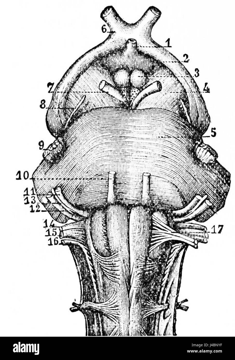 Stem pathways hi-res stock photography and images - Alamy