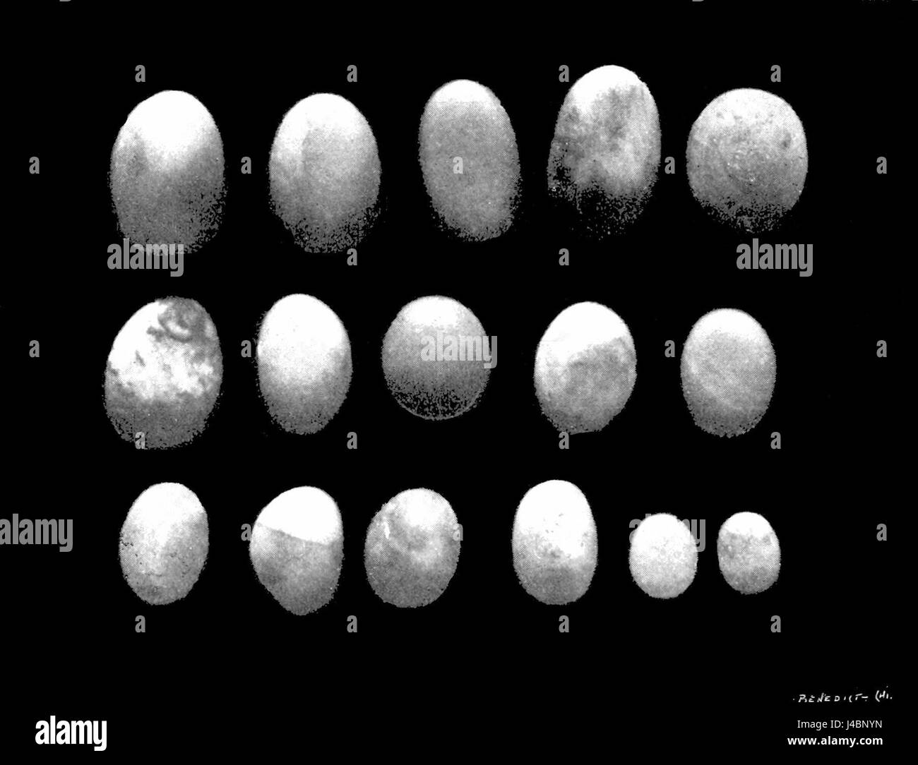 Silicious hi-res stock photography and images - Alamy