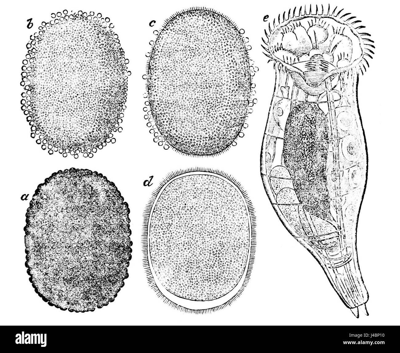 PSM V02 D103 Chlorococcus corpuscles Stock Photo - Alamy