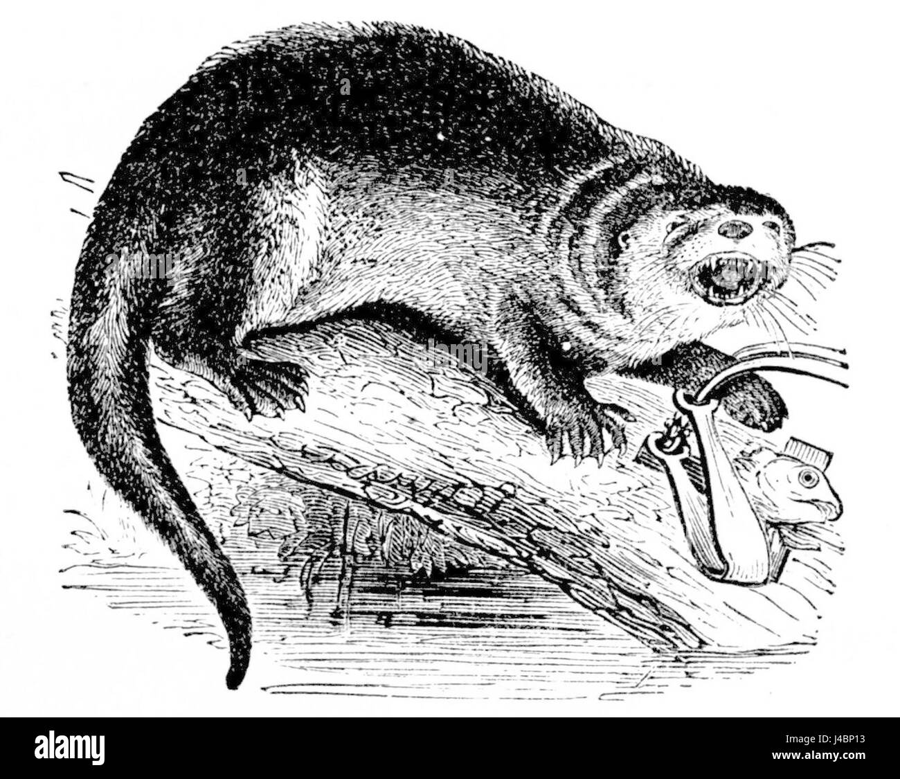 Map of otter hi-res stock photography and images - Alamy