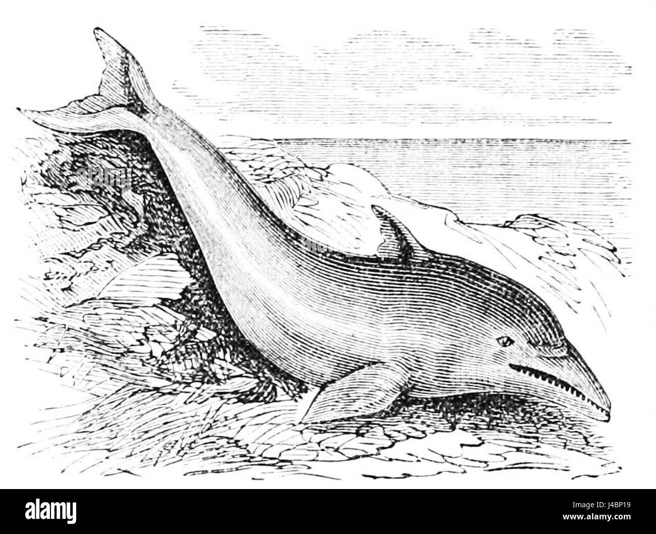 An 1884 illustration of the common dolphin (Delphinus delphis) from ...