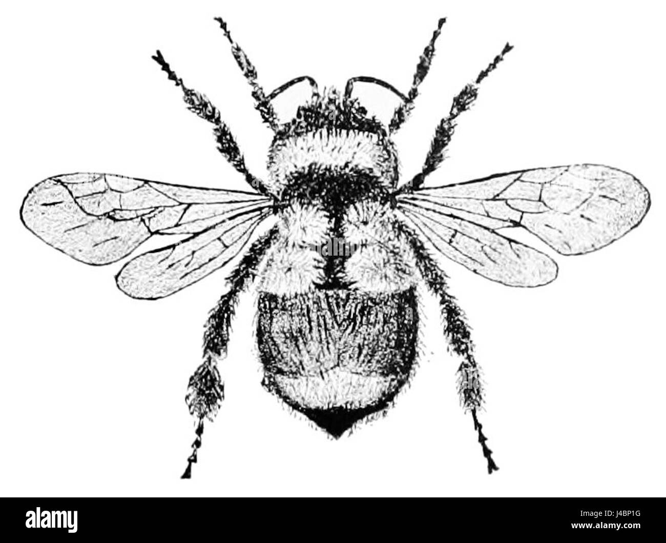 This image showcases an orange-banded bumblebee, a species known for ...