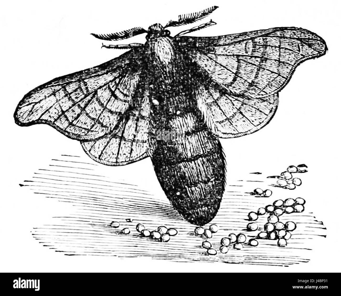 Worm ecosystem Black and White Stock Photos & Images - Alamy