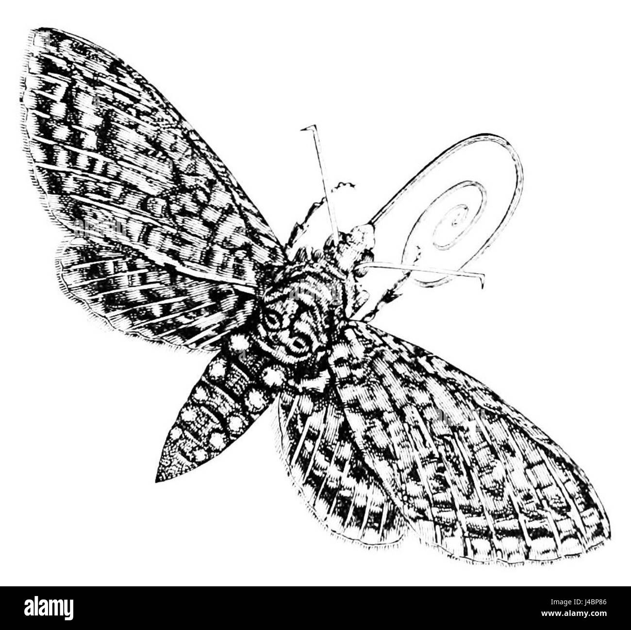 Map moth Cut Out Stock Images & Pictures - Alamy