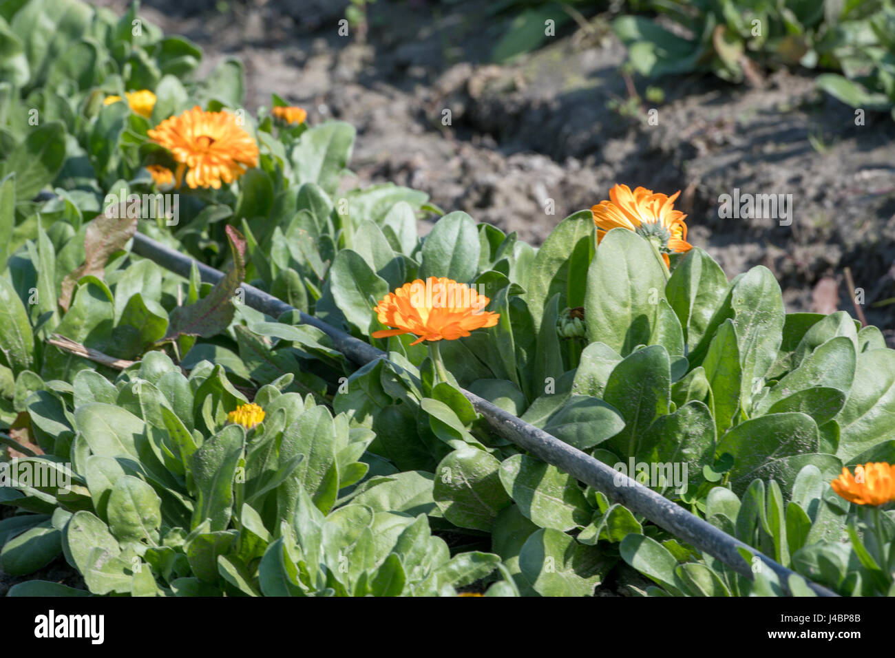 Flowers growing on a farm in Punjab, India Stock Photo - Alamy