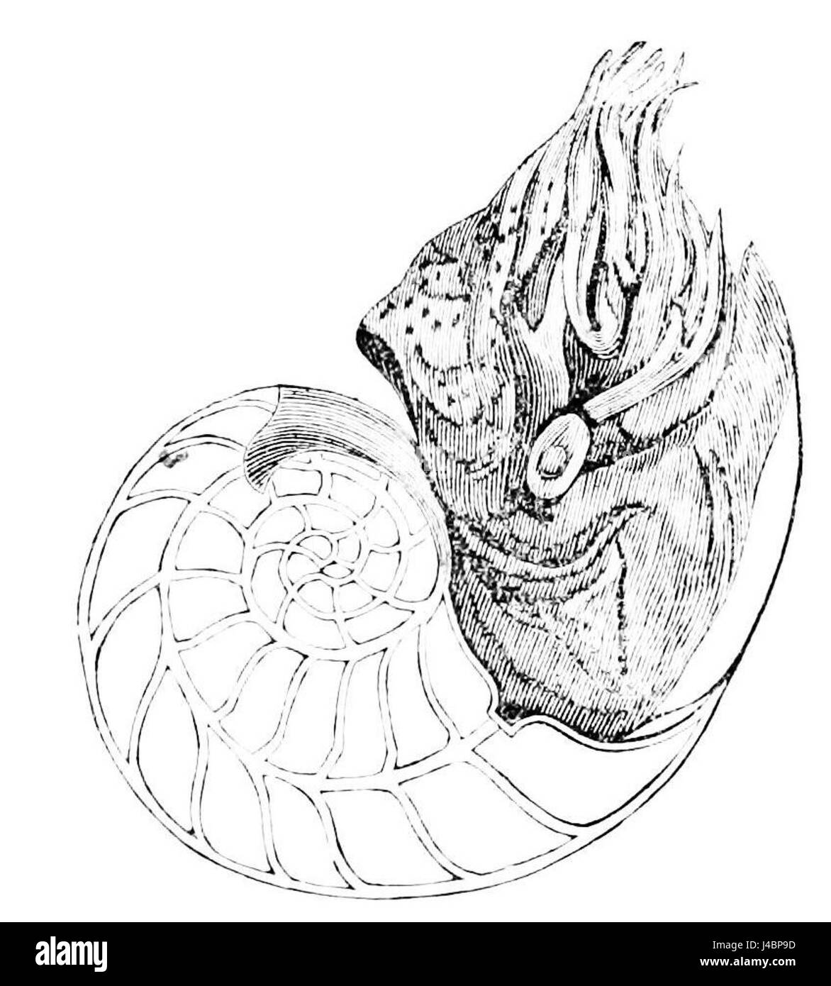 The Pearly Nautilus, a marine species, is known for its distinctive ...
