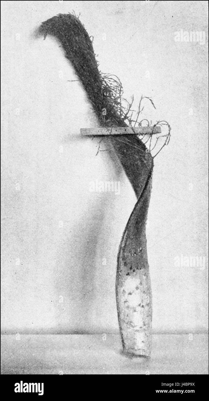 Asparagus fasciation is a plant disease that affects asparagus crops ...