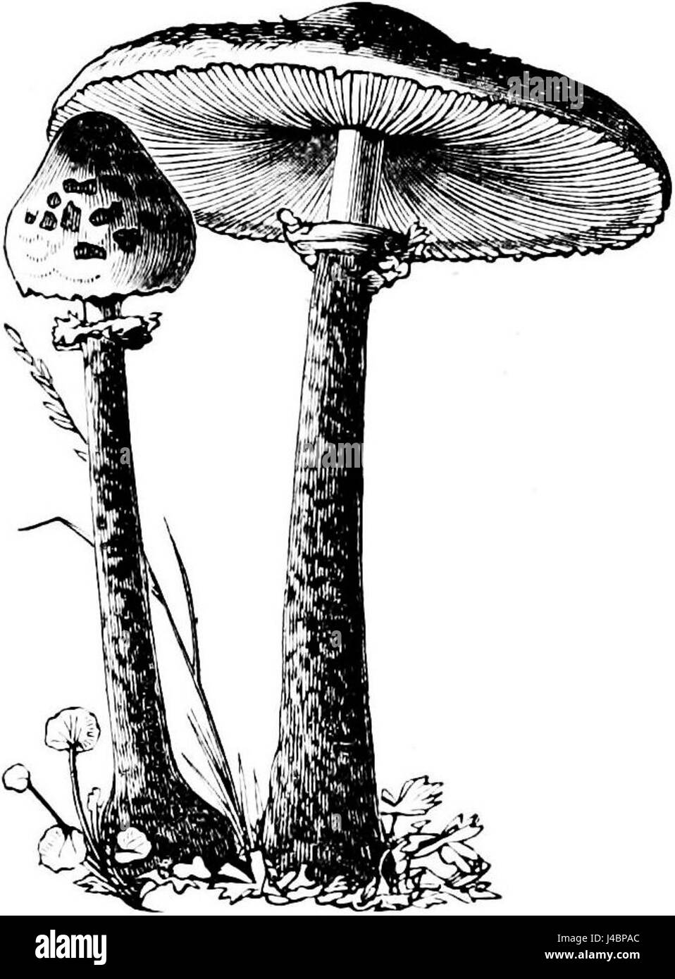 Parasol illustration Black and White Stock Photos & Images - Alamy