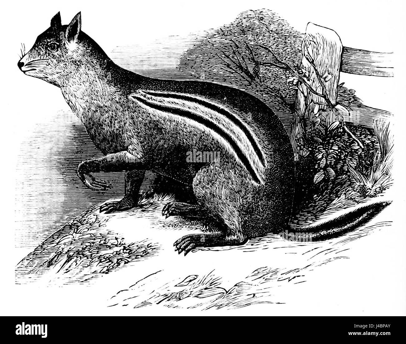 American rodent hi-res stock photography and images - Alamy