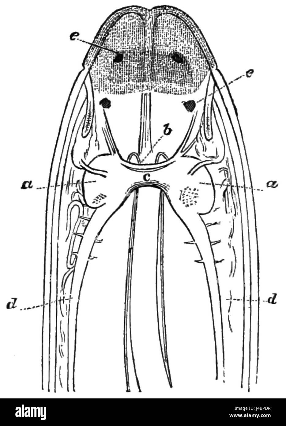 Type of worm Black and White Stock Photos & Images - Alamy