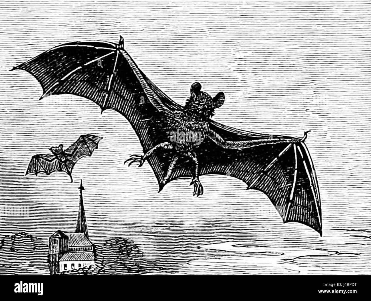 Common bats Black and White Stock Photos & Images - Alamy