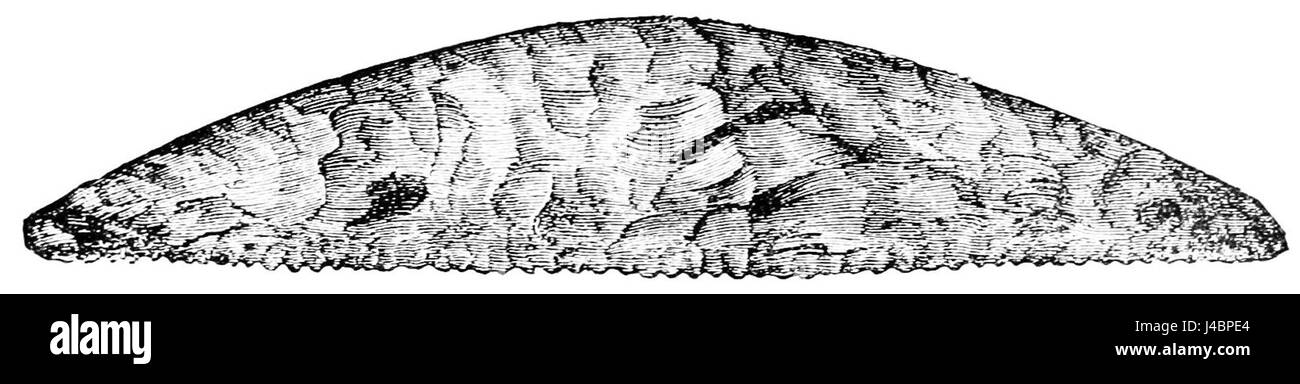 Ancient saw Black and White Stock Photos & Images - Alamy