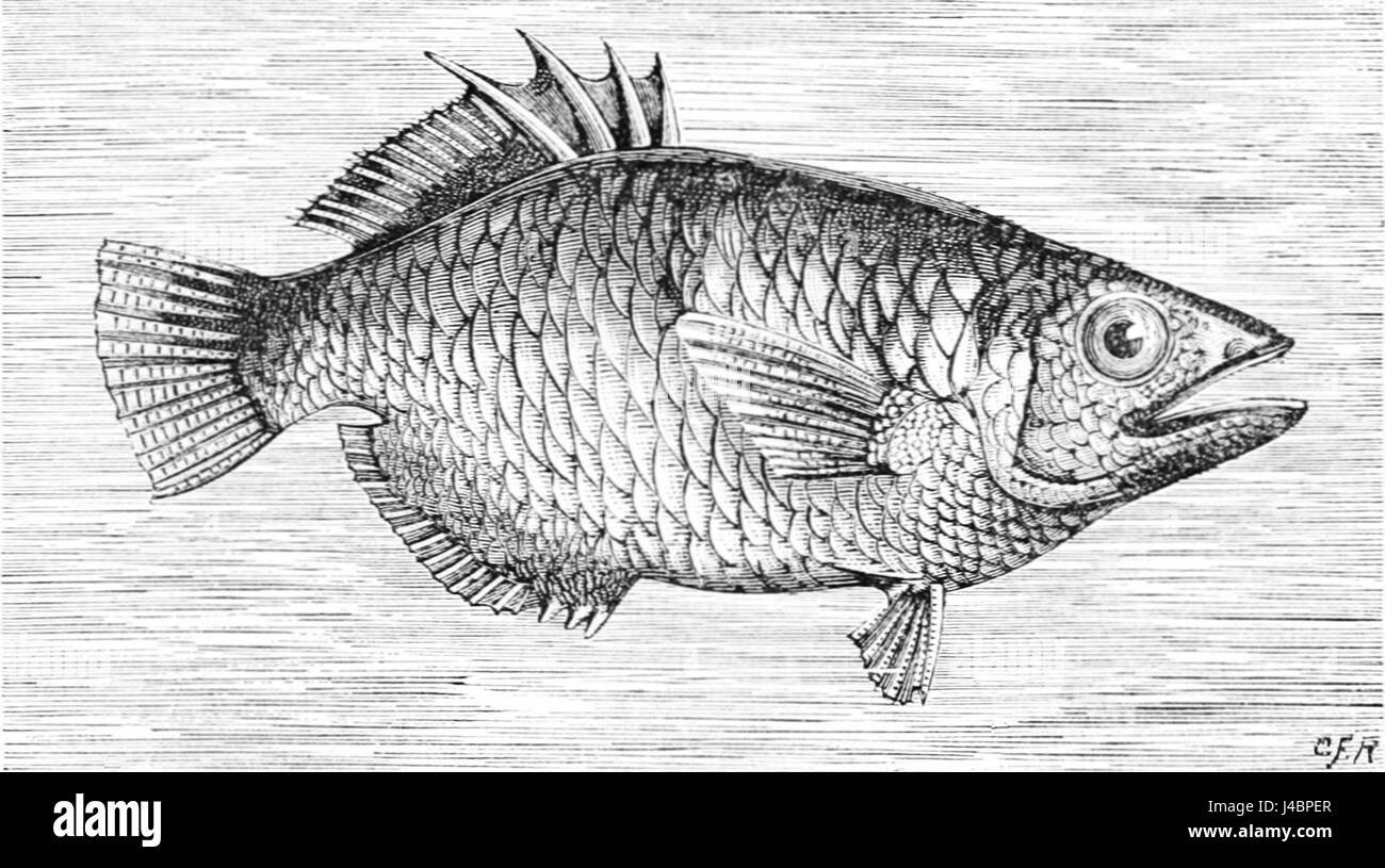 Map of archer Black and White Stock Photos & Images - Alamy