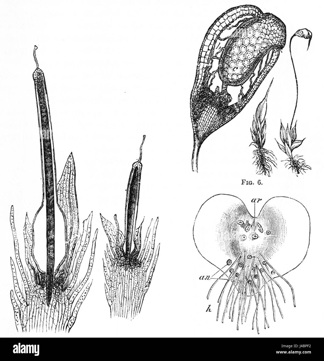 Plant reproductive cycle Black and White Stock Photos & Images - Alamy