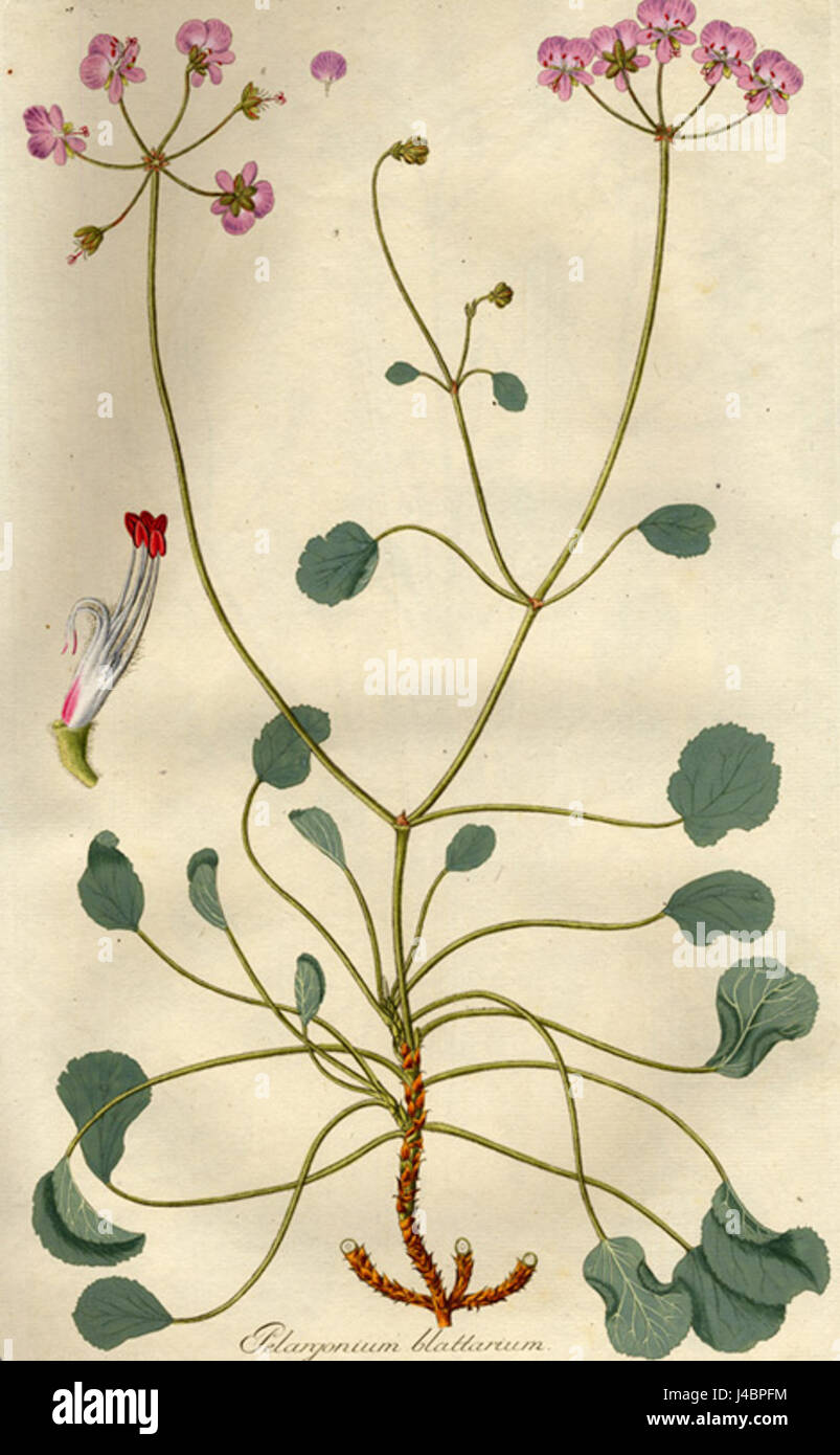 *Pelargonium ovale subsp. ovale* is a subspecies of the geranium family ...