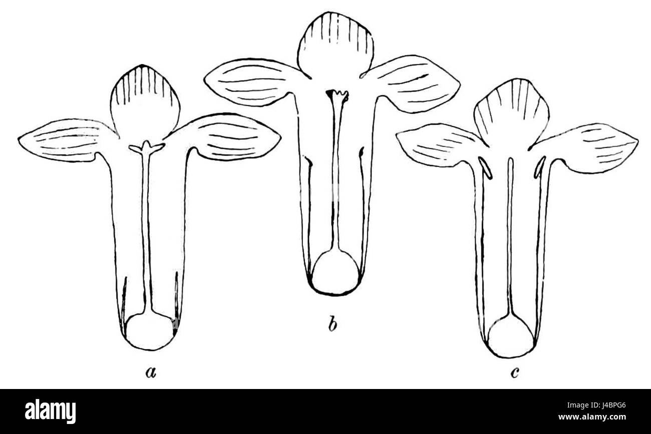 Mayflower line drawing hi-res stock photography and images - Alamy