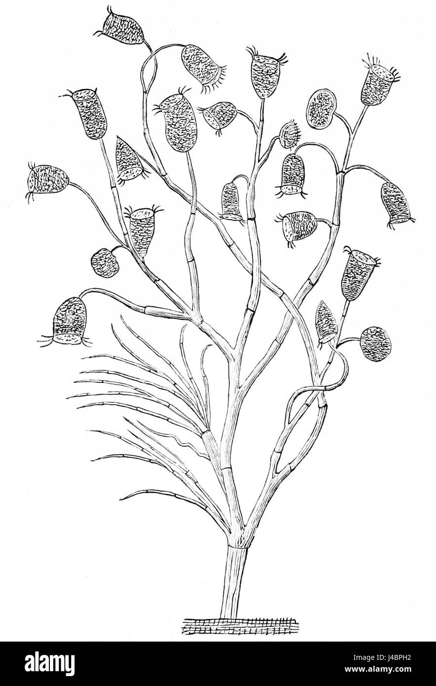 Carchesium hi-res stock photography and images - Alamy