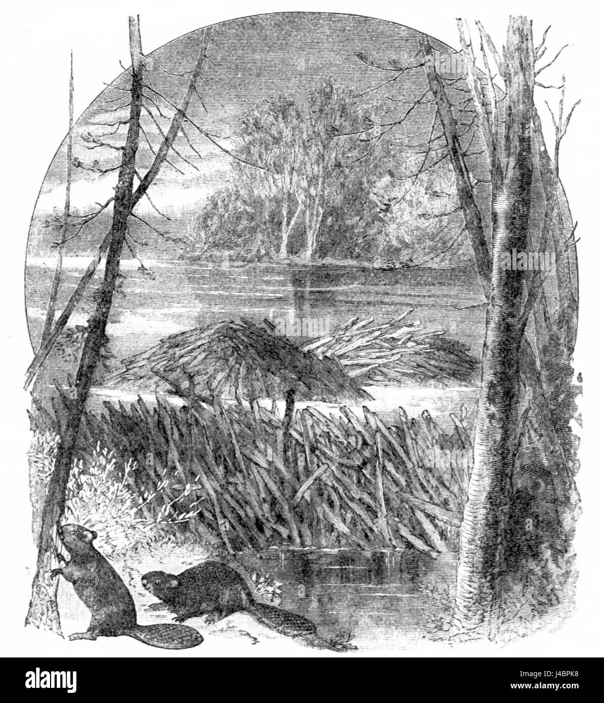 Beaver dam illustration Black and White Stock Photos & Images - Alamy